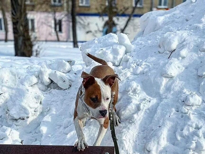 Стаффордширский терьер в добрые руки