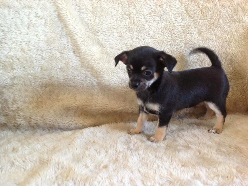 Резвые ребята пинчерята