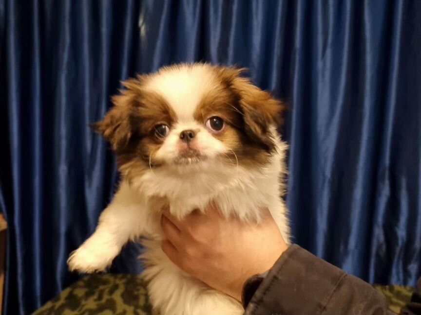Щенки японский хин