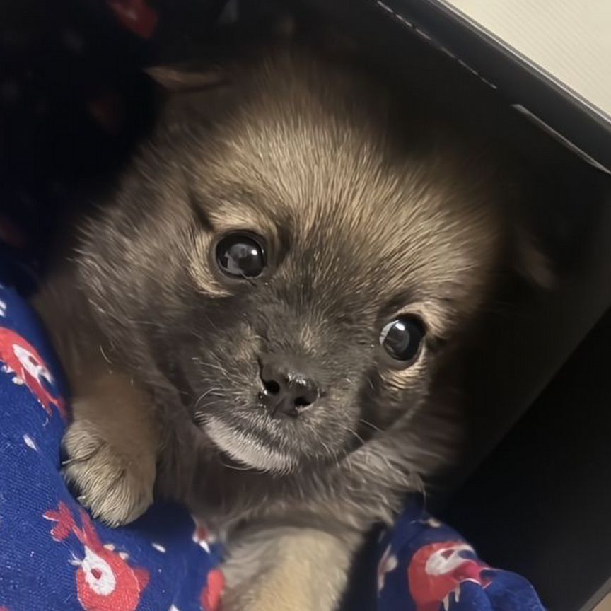 Померанский шпиц, щенок