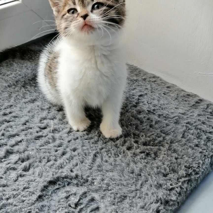 Котенок мальчик 1,5 месяца