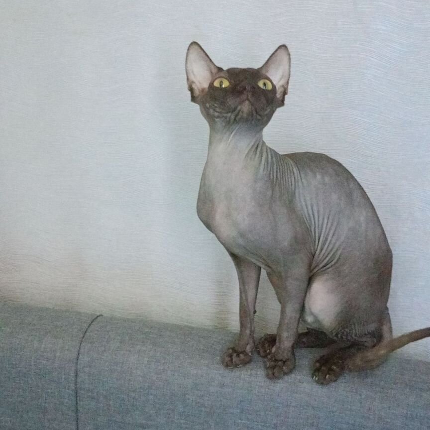 Канадский сфинкс котенок девочка