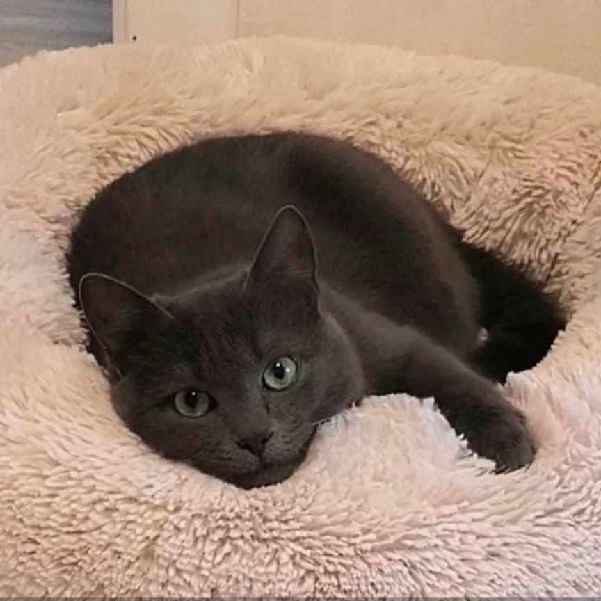 Котик в добрые руки