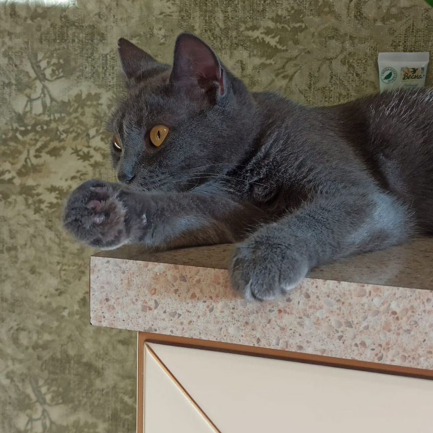 Кошечка в добрые руки