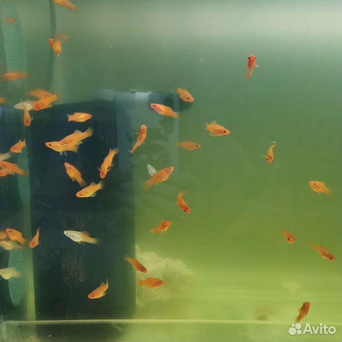 Живая рыба малек