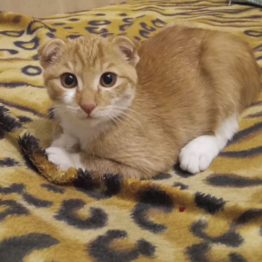 Шотландский вислоухий короткошёрстный котёнок