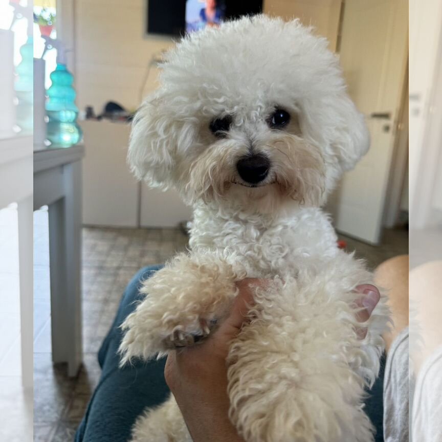 Бишон фризе, взрослый пёс