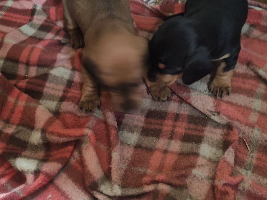 Щенки мини таксы