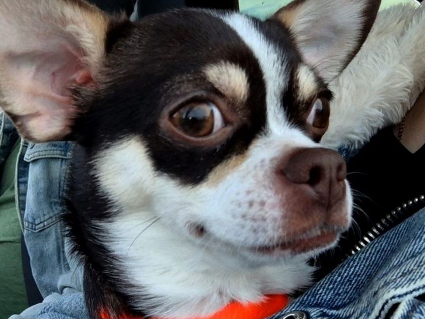 Чихуахуа стандарт девочка