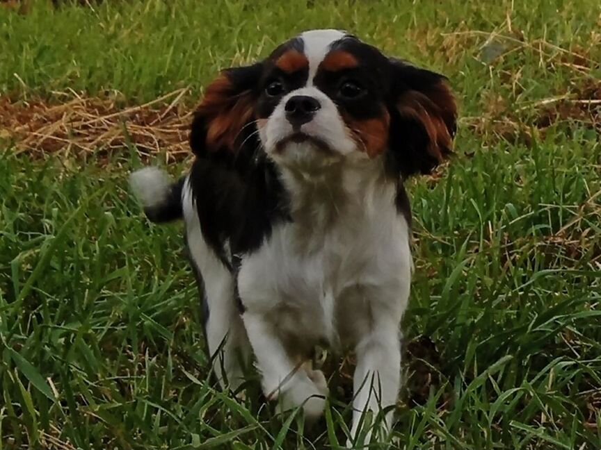 Щенок Кавалер Кинг Чарльз Спаниель