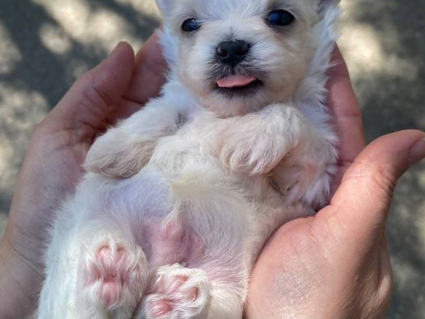 Мальтийская болонка мини