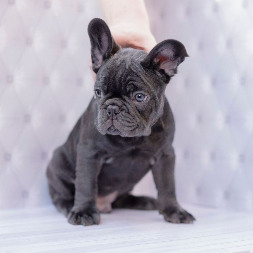 Французский бульдог щенки