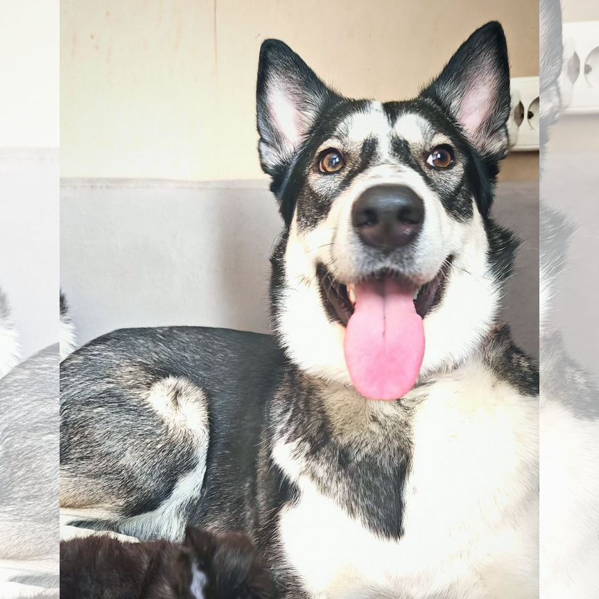 Аляскинский маламут, взрослая собака