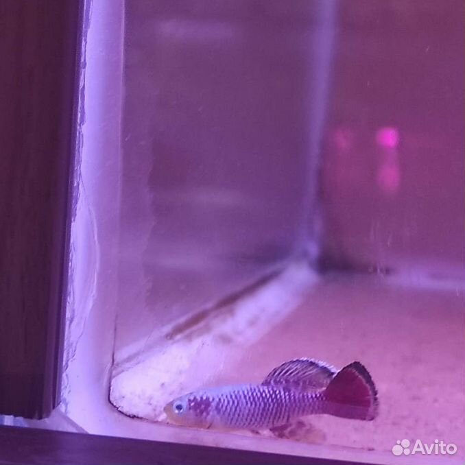 Аквариумные рыбки в ассортименте нотобранхиус