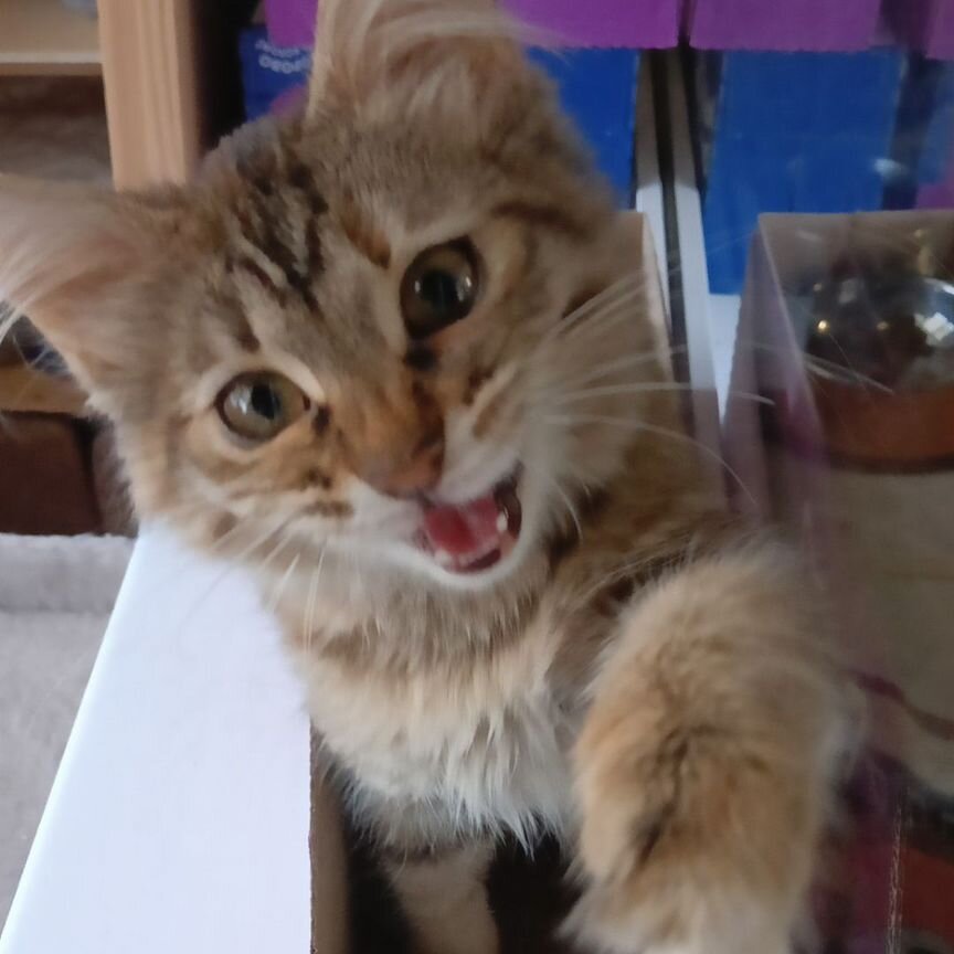 Котенок в Добрые и ответственные руки