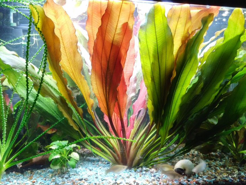 Эхинодорус Магрибинец