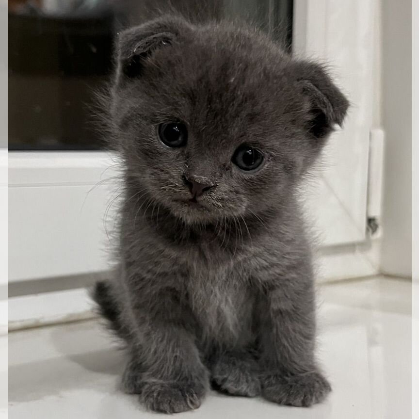 Шотландский вислоухий длинношёрстный котёнок