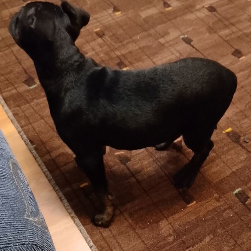 Американский стаффордширский терьер, щенок