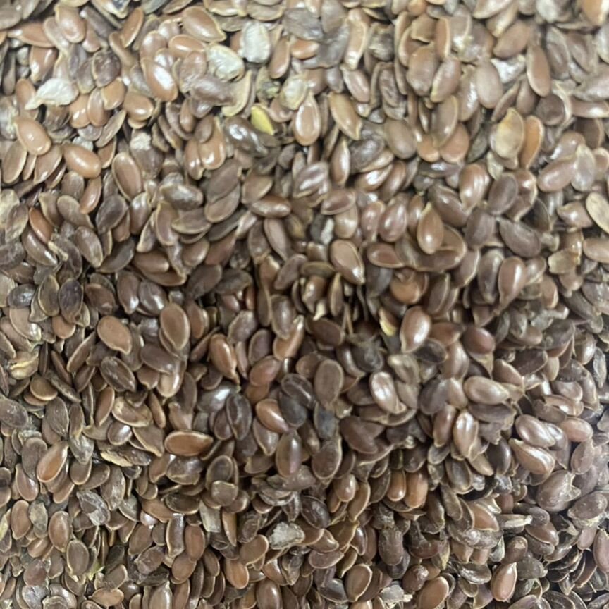 Лен кормовой