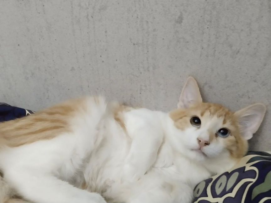 Кошка