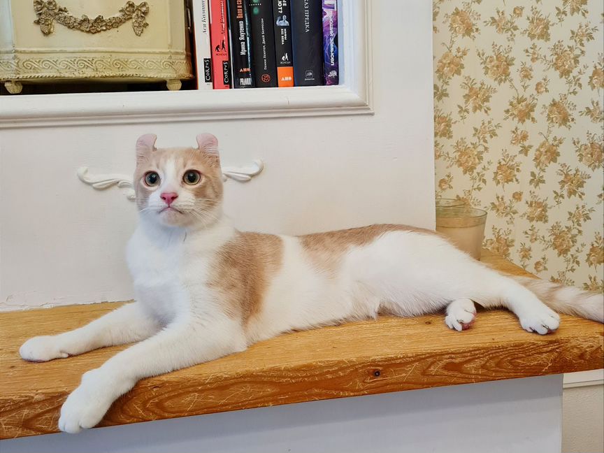 Американский кёрл