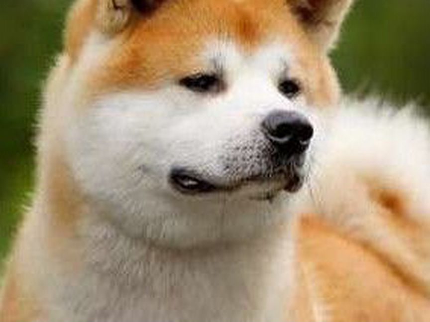 Акита ину вязка
