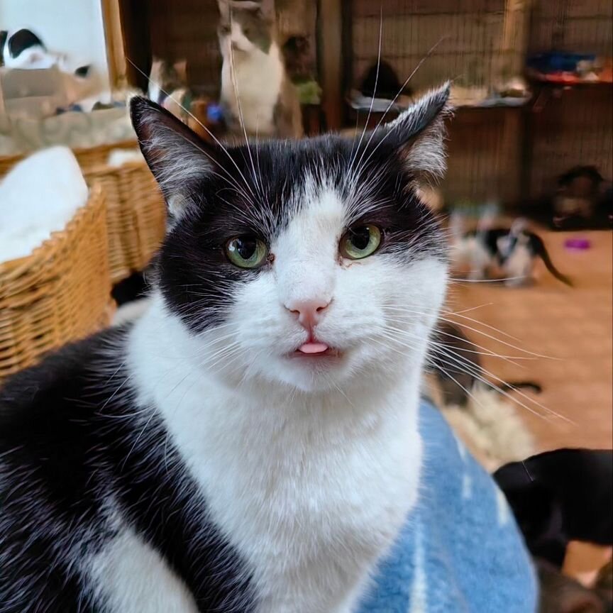 Я скрестил на удачу лапки