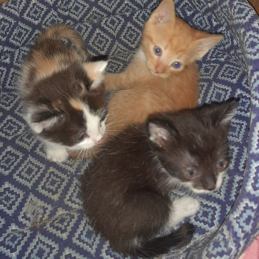 Отдам котят в добрые руки