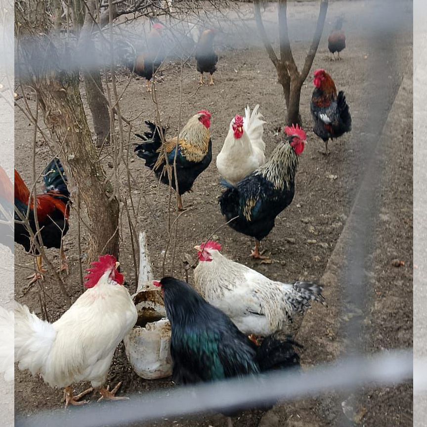 Молодые петухи домашние