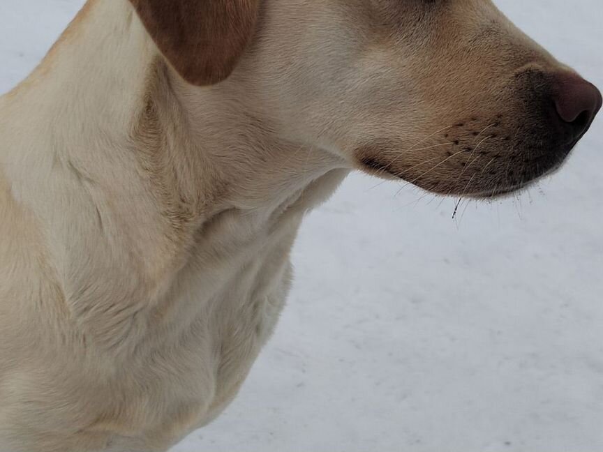 Лабрадор сука 2 года