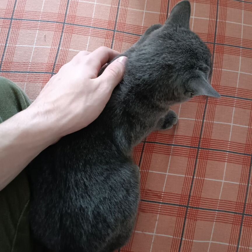 Кошка британка-Сибирячка