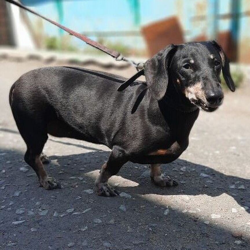 Такса, взрослая собака