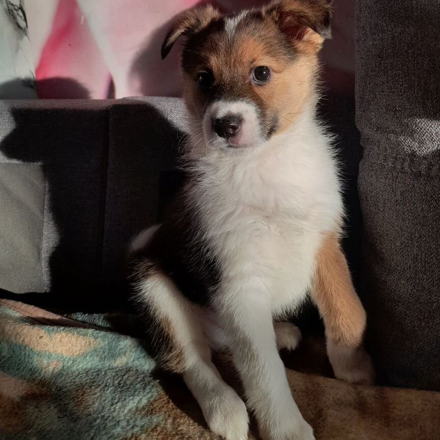 Собака дворняга щенок