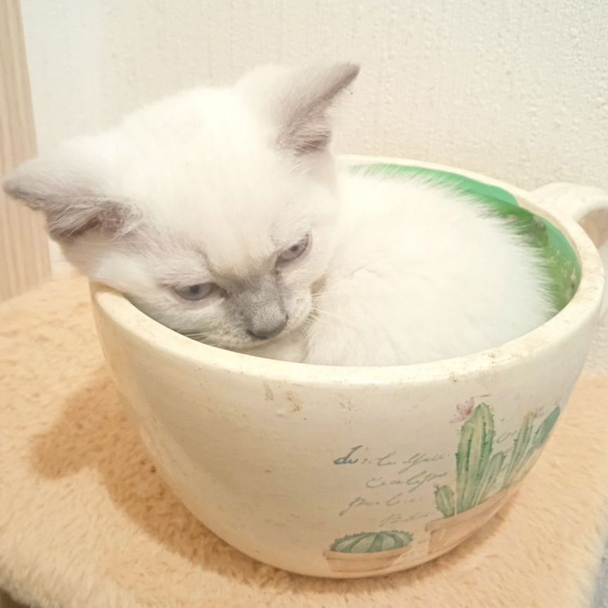 Шотландские котята