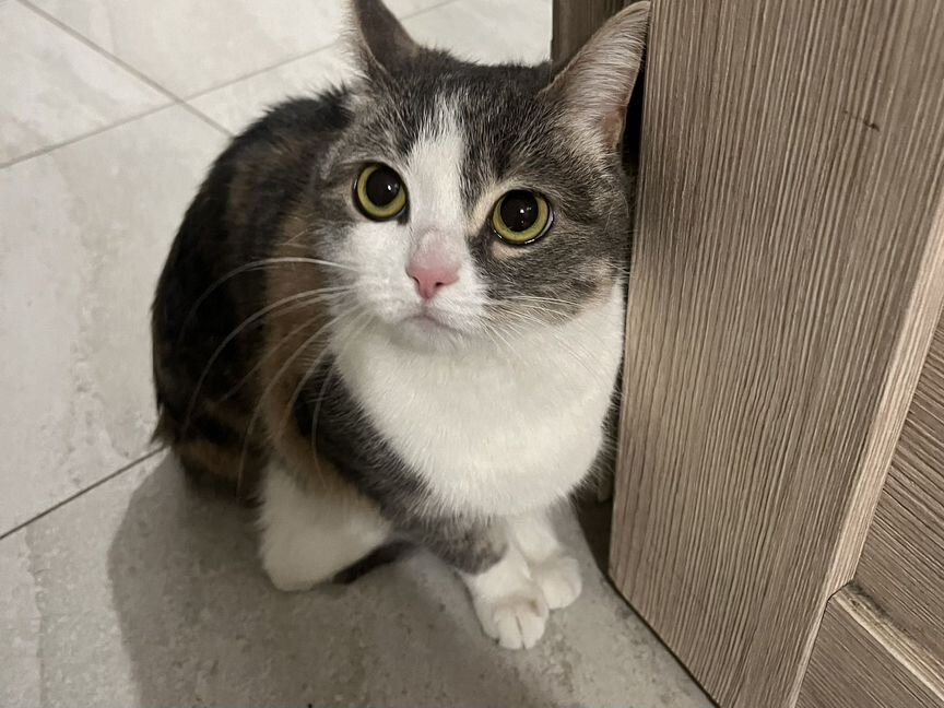 Котенок(девочка)