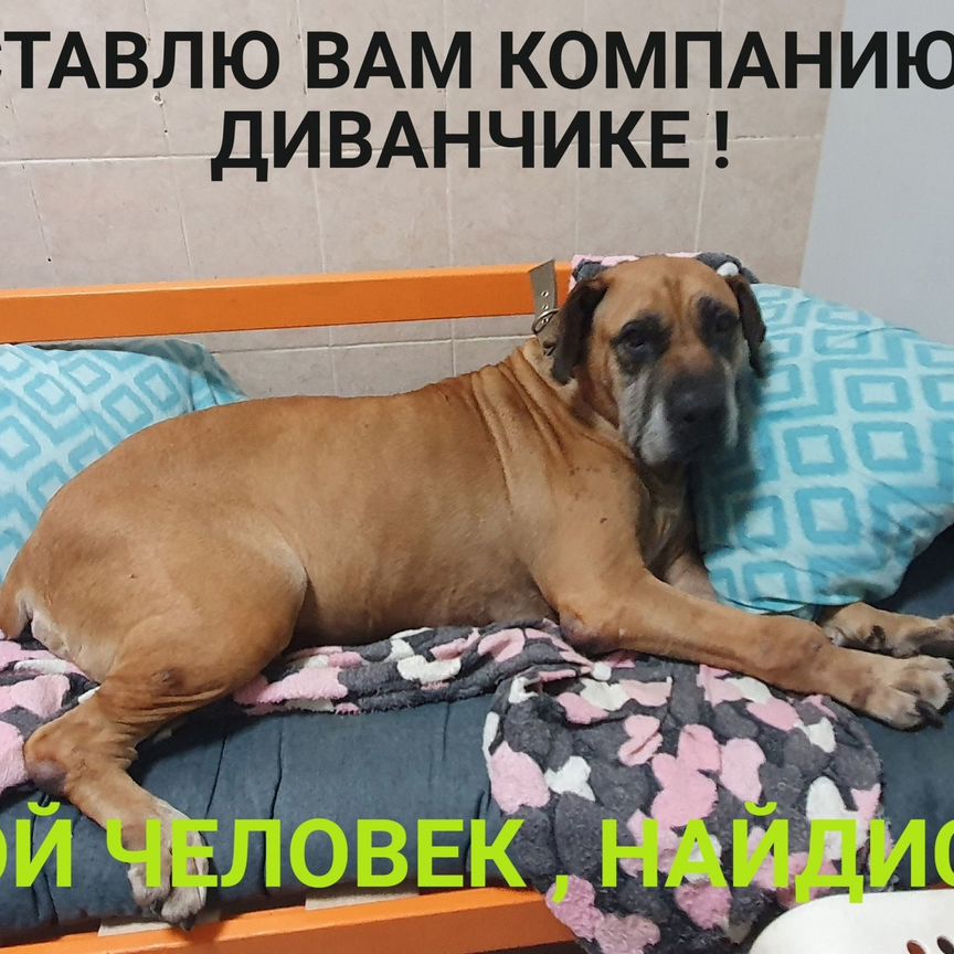 Буся ищет свой диванчик