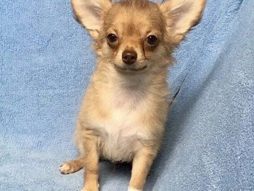 Чихуахуа рыженькая девочка