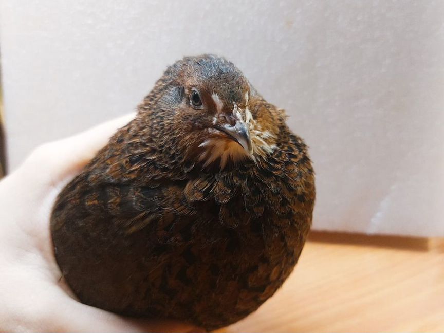 Перепел селадон, мальчик