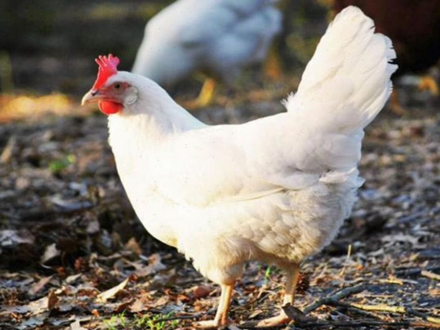 Куры несушки