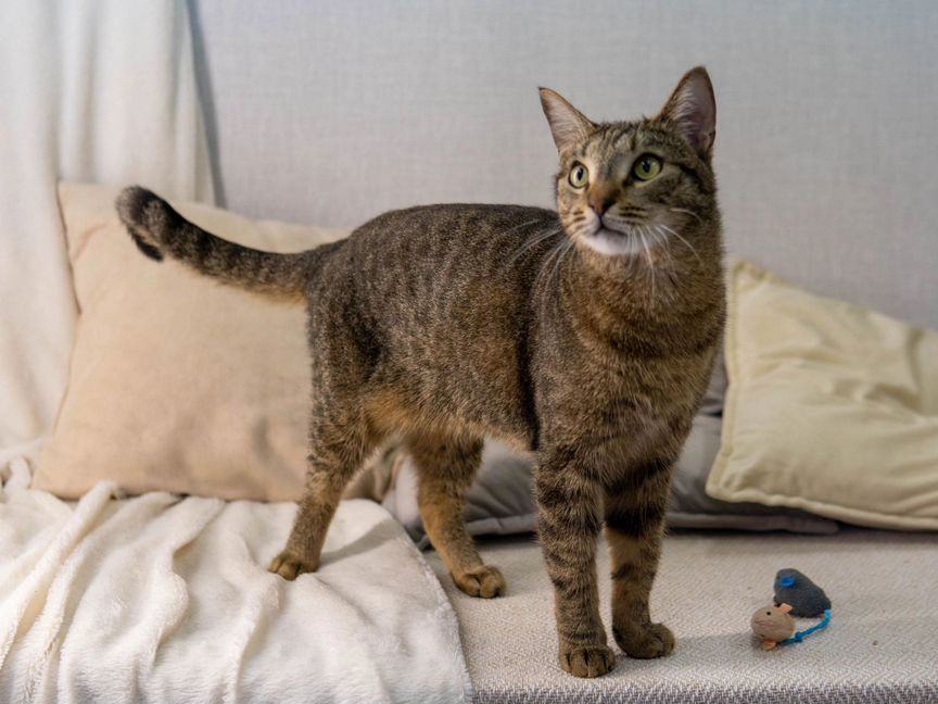 Красавица Пятнашка ищет дом