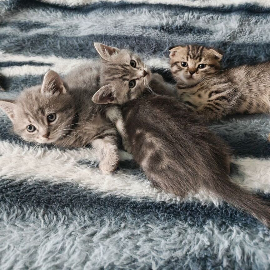 Шотландский вислоухий короткошёрстный котёнок
