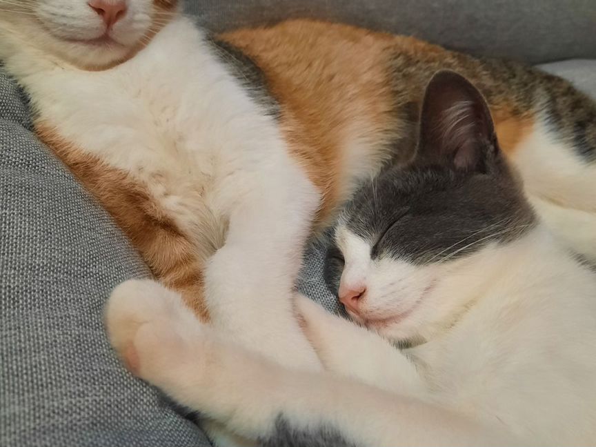 Котенок подросток