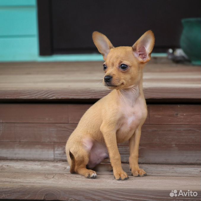 Малыш русский той