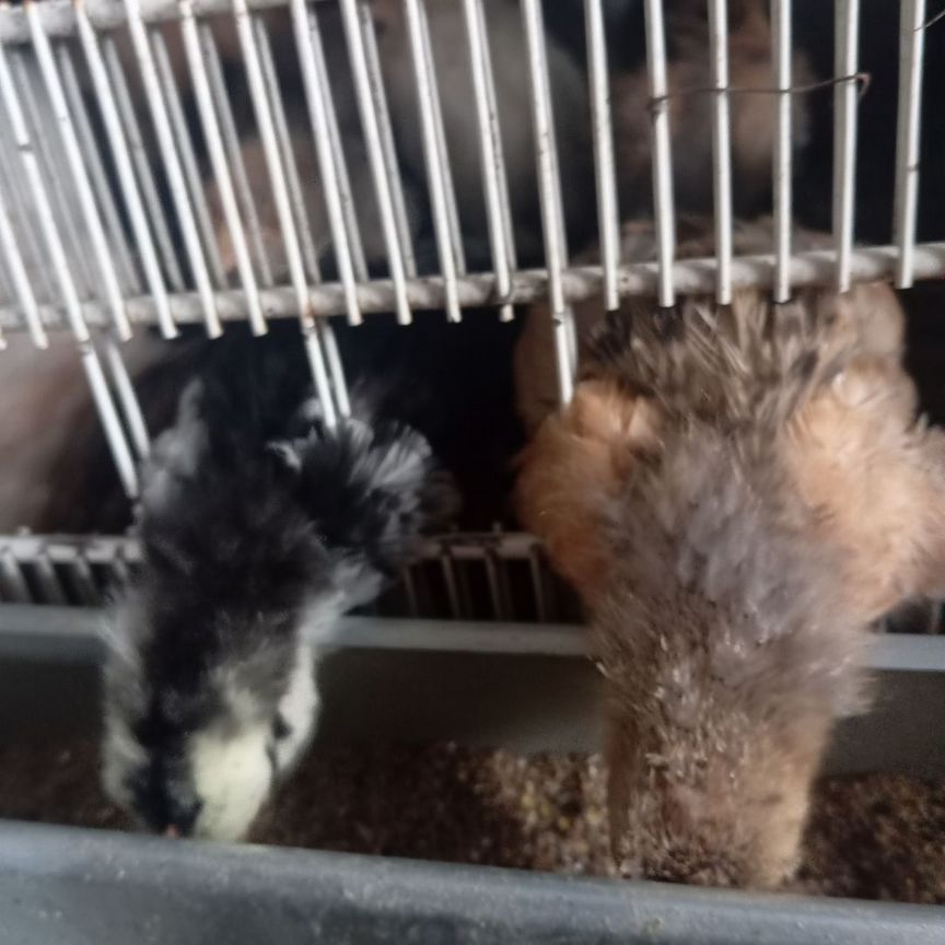 Продаю цыплят