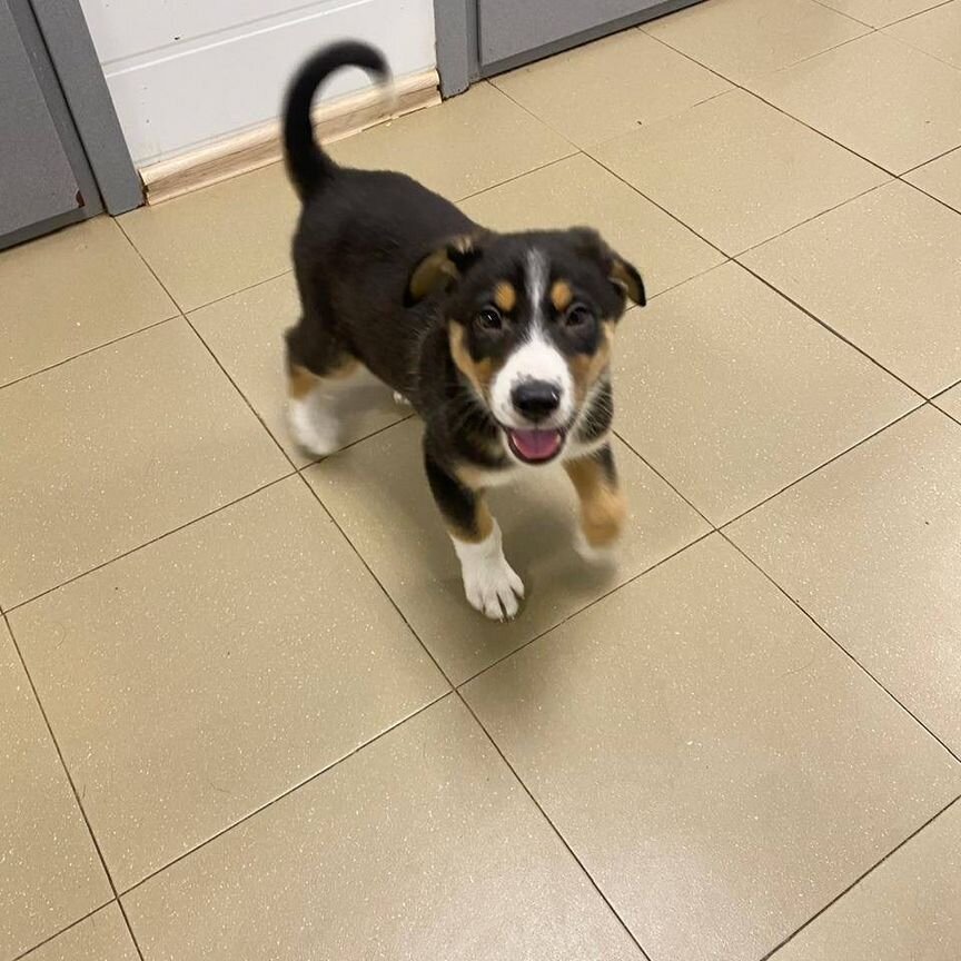 Щенок в добрые руки