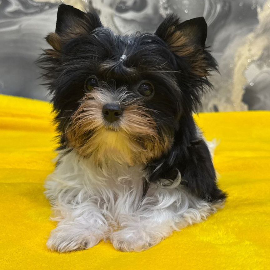 Бивер-йоркширский терьер, щенок