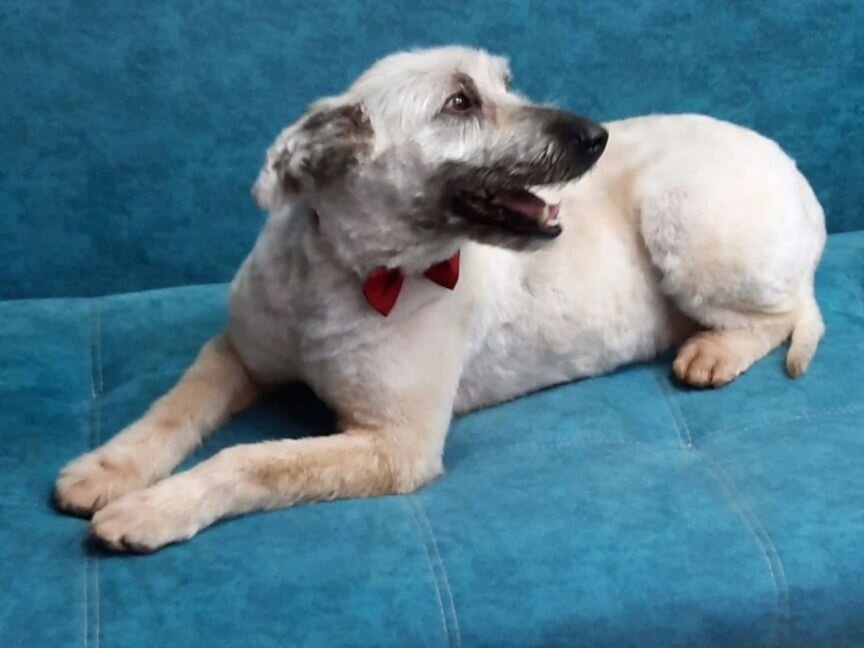 Южнорусская овчарка в добрые руки