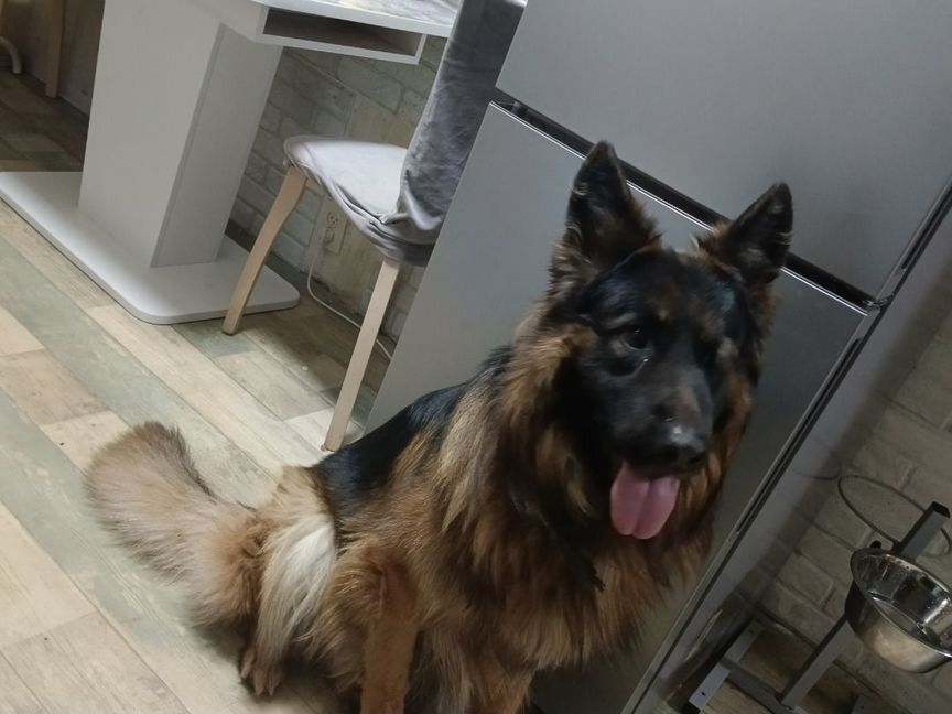 Немецкая овчарка на охрану