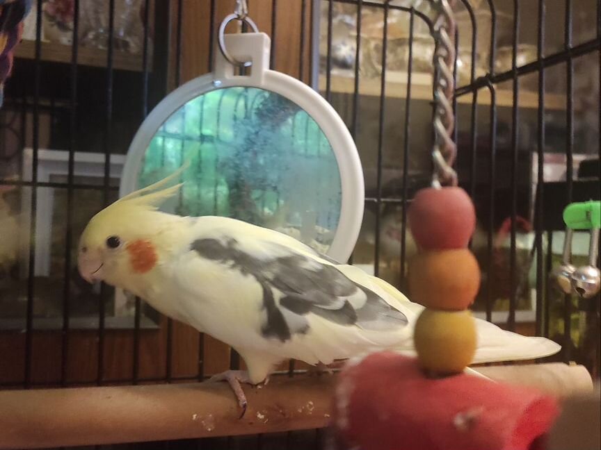 Попугай корелла