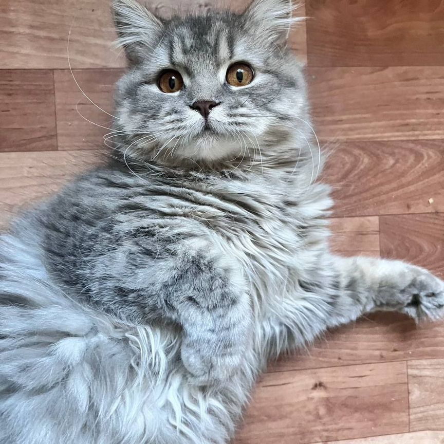 Кот и Кошка